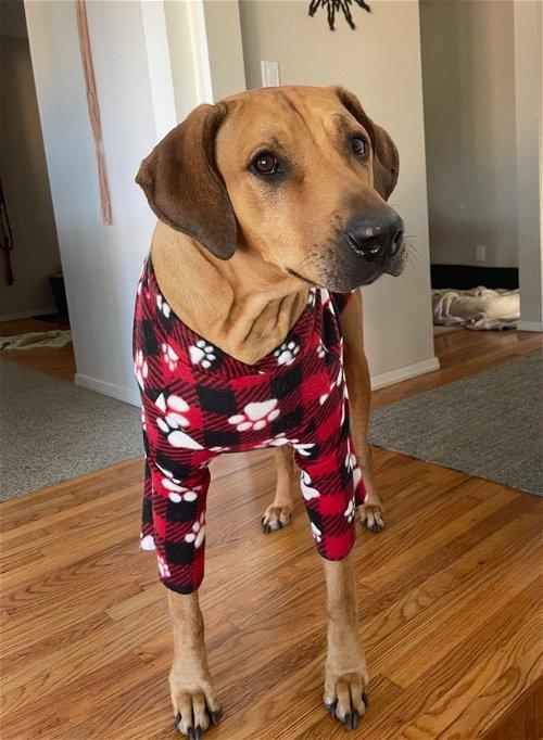 Rhodesian Razorback Dog Breed