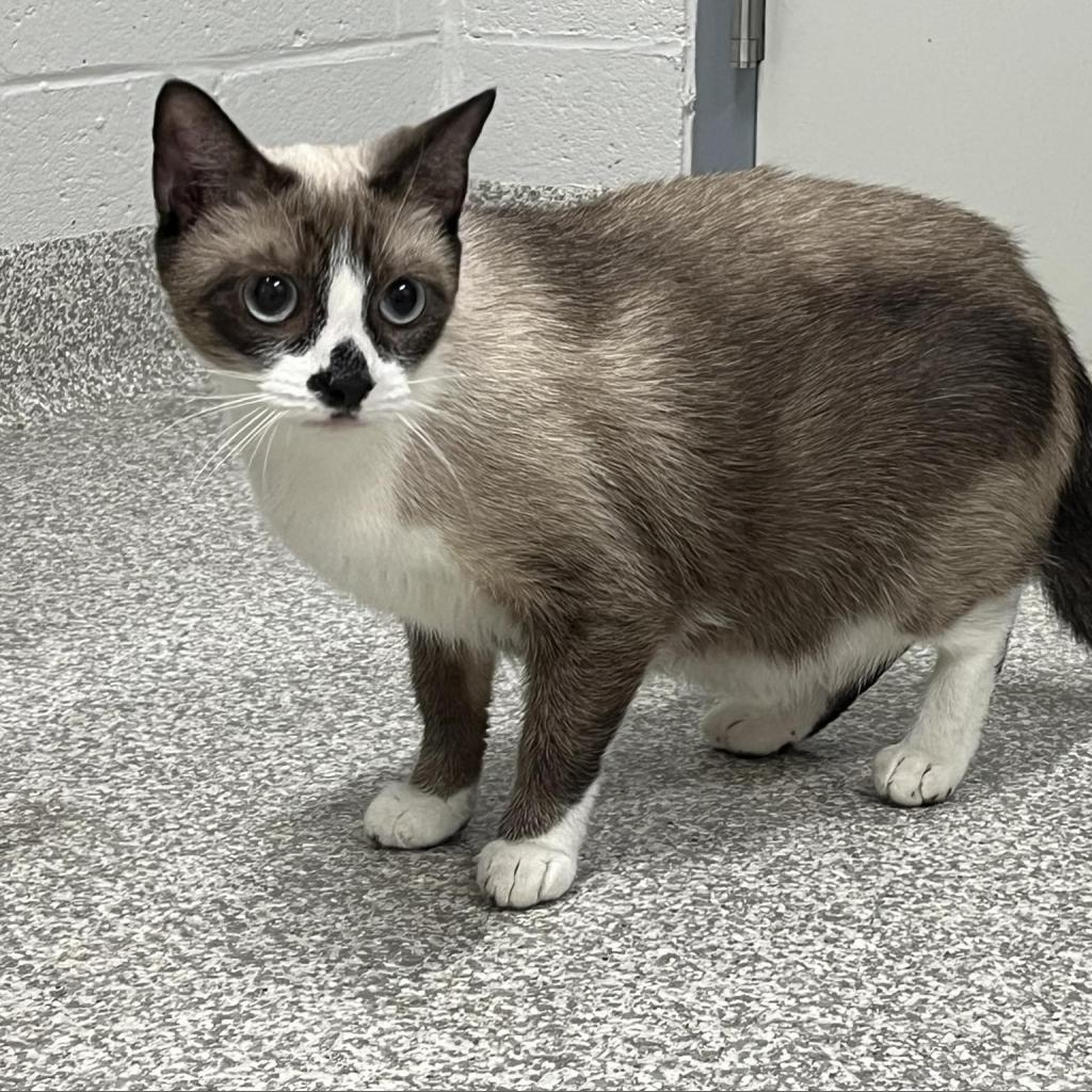Adoptable Snowshoe Cats | Chewy.com