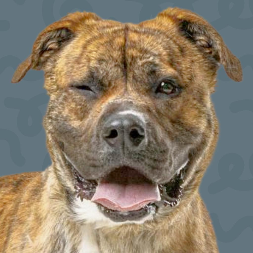 Adoptable Dogs & Puppies in Reno, NV | Chewy.com