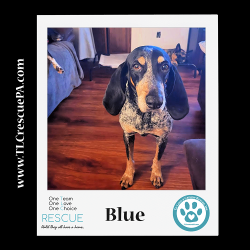 Blue Eyed Black Lab Blue Tick Puppy