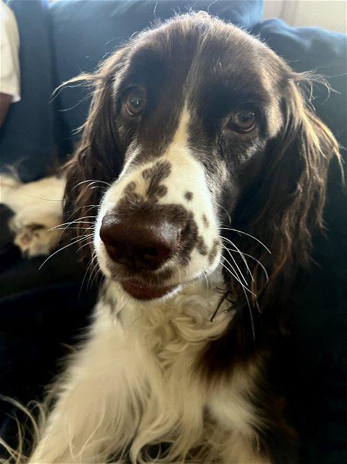 English Springer Spaniel Black