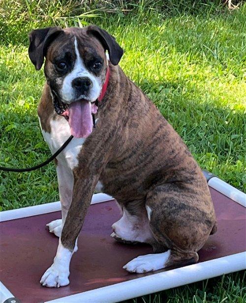 Adoptable Dogs & Puppies in Rochester, MN | Chewy.com