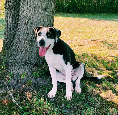 Adoptable Dogs & Puppies in Hampton, VA | Chewy.com