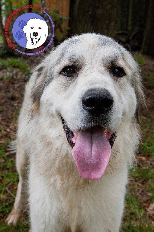 Do Great Pyrenees Dogs Drool