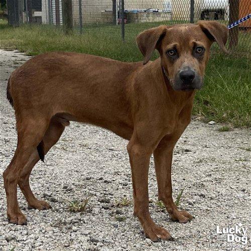 Adoptable Dogs & Puppies in Baltimore, MD | Chewy.com