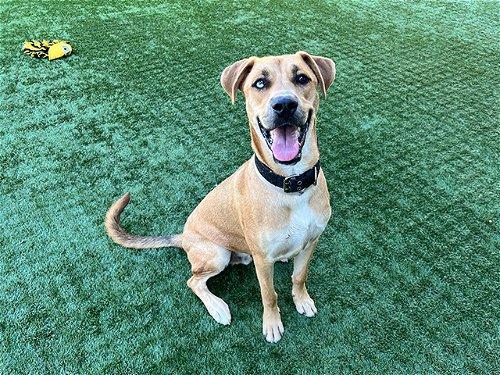 Ridgeback Shepherd Mix