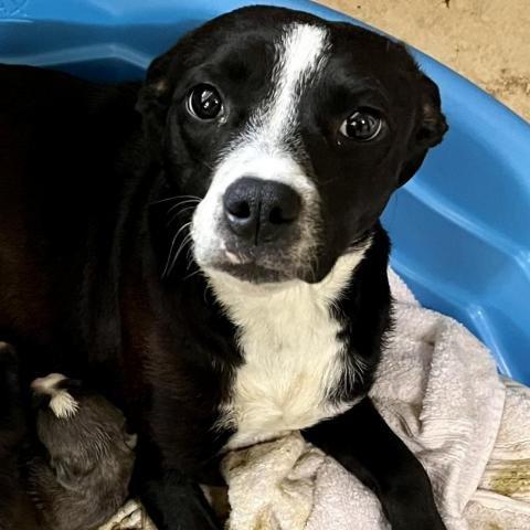 Adoptable Dogs & Puppies in Minneapolis, MN | Chewy.com