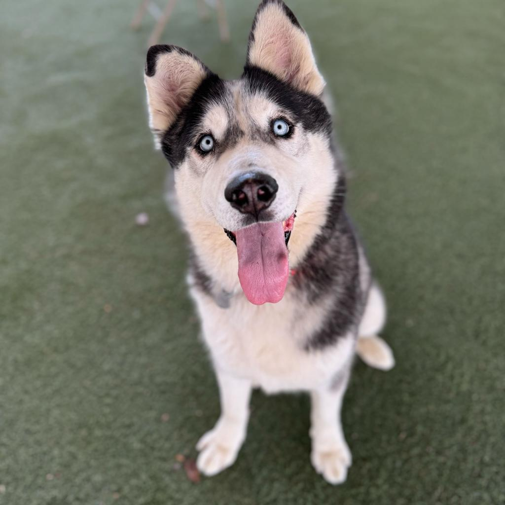 Adoptable Husky Dogs | Chewy.com