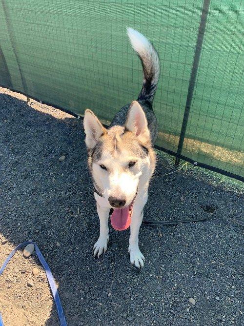 Adoptable Dogs & Puppies in Portland, OR | Chewy.com