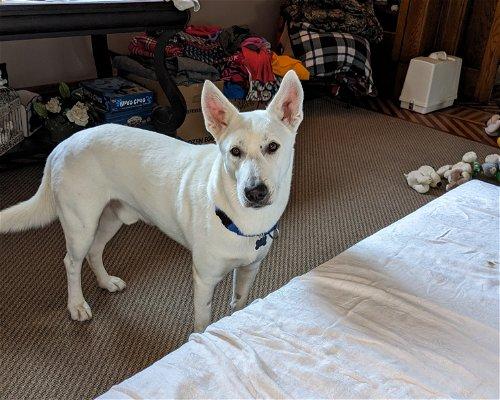 White German Shepherd Lab Mix Puppies