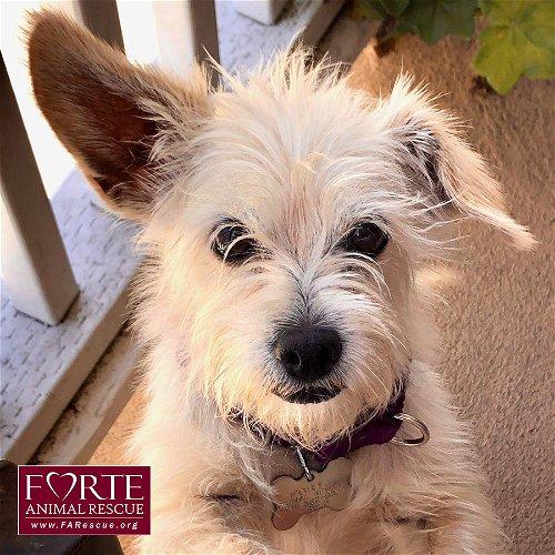 Cairn Terrier Mix Breeds