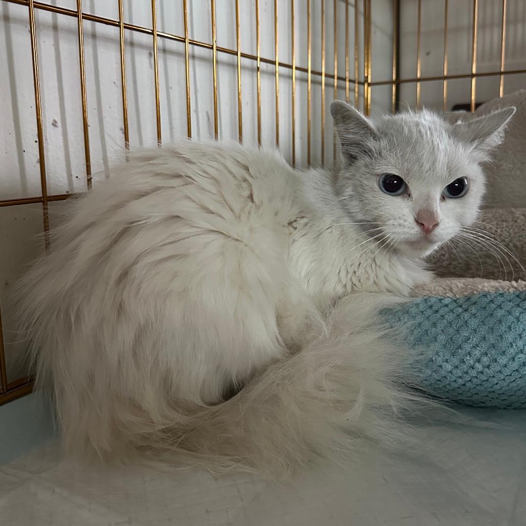 Adoptable Turkish Angora Cats | Chewy.com