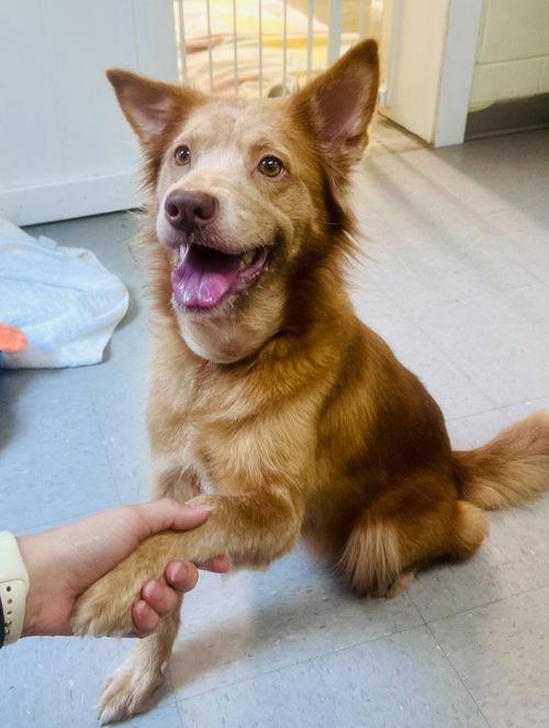 Adoptable Dogs & Puppies in Durham, NC | Chewy.com