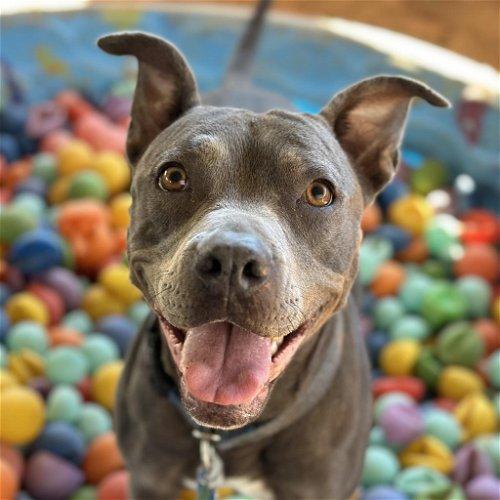 Blue Pitbull Lab Mix Puppies