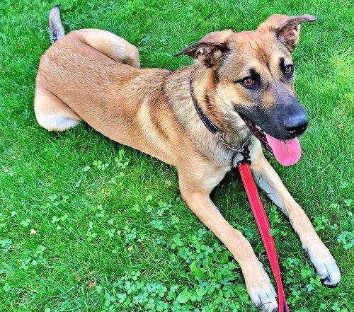 Adoptable Dogs & Puppies in Boise, ID | Chewy.com