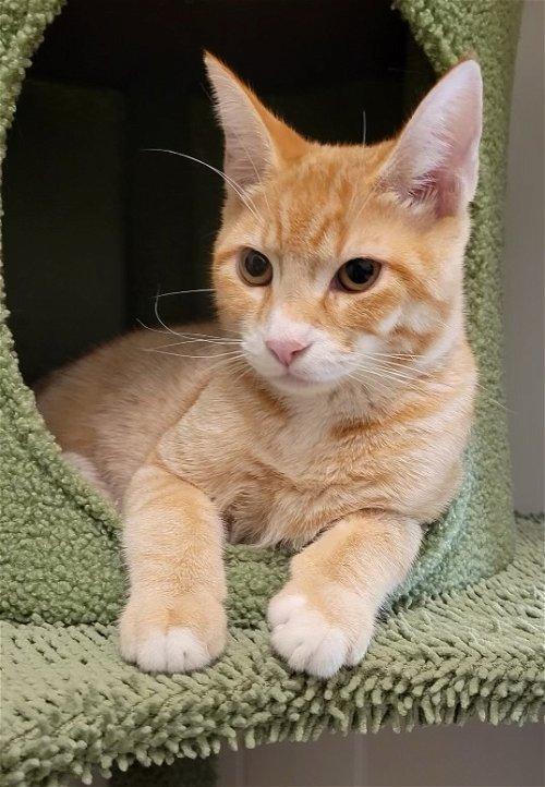 Adoptable Cats & Kittens in Spokane, WA | Chewy.com