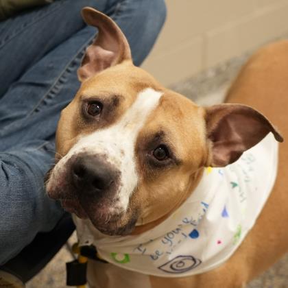 Adoptable Dogs & Puppies in Rochester, NY | Chewy.com