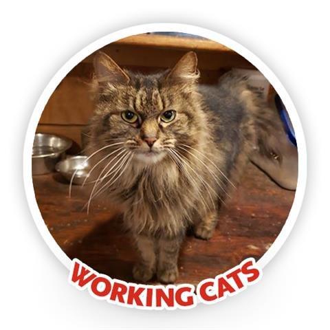 Adoptable Cats & Kittens in Boston, MA | Chewy.com