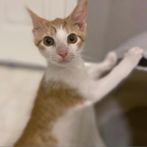 Adoptable Cats & Kittens in Birmingham, AL | Chewy.com