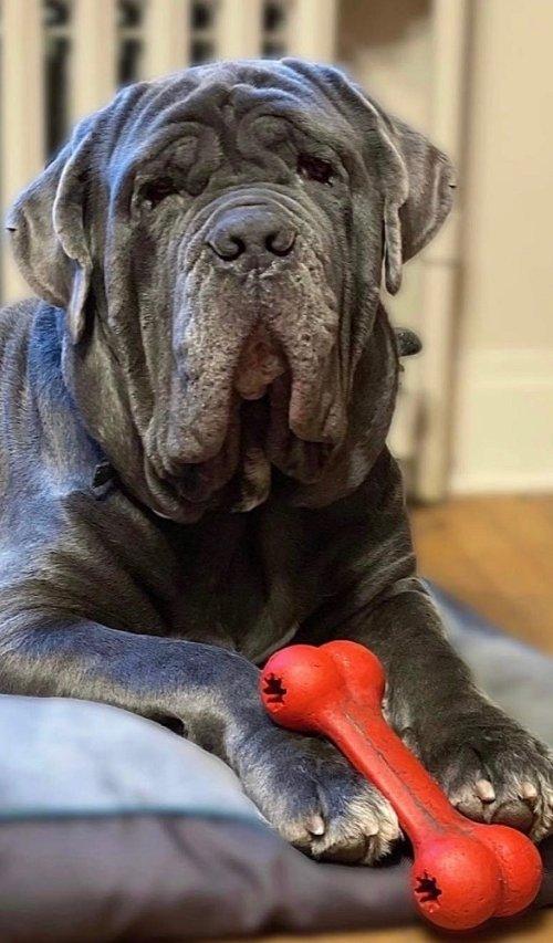 Neapolitan Mastiff Pitbull Mix Puppies