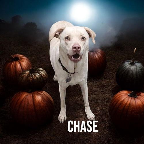 Adoptable Dogs & Puppies in Lansing, MI | Chewy.com
