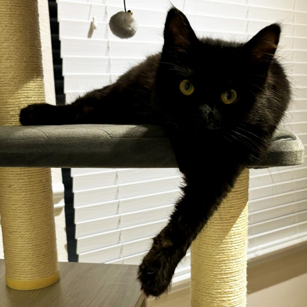 Adoptable Maine Coon Cats | Chewy.com