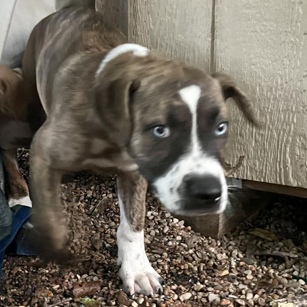 Adoptable Black Mouth Cur Dogs | Chewy.com