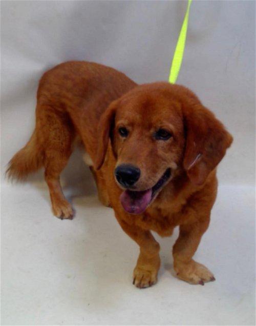 Basset Golden Retriever Mix