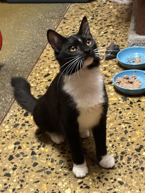 Adoptable Cats & Kittens in Virginia Beach, VA | Chewy.com