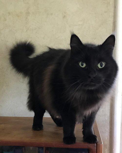 Adoptable Cats & Kittens in Syracuse, NY | Chewy.com