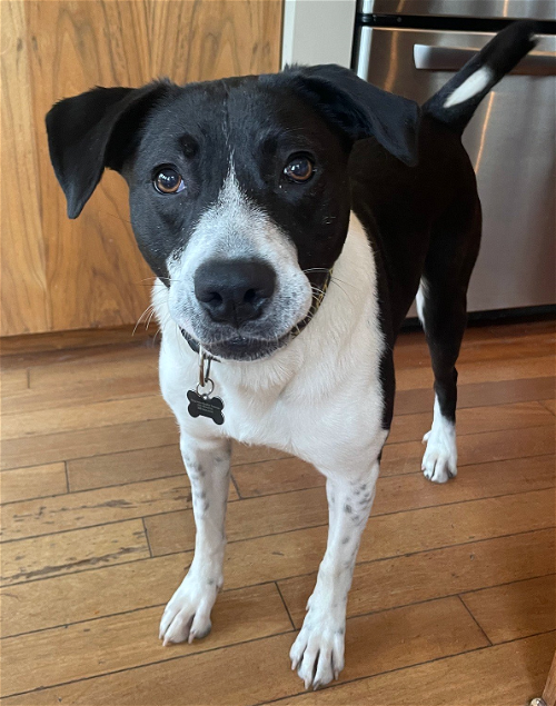 Black Labrador Retriever Border Collie Mix