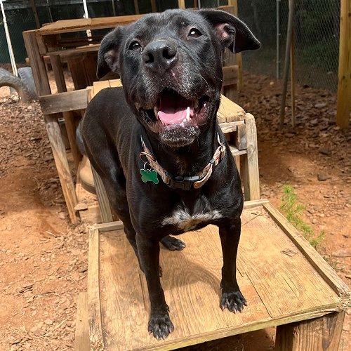 Adoptable Dogs & Puppies in Augusta, GA | Chewy.com