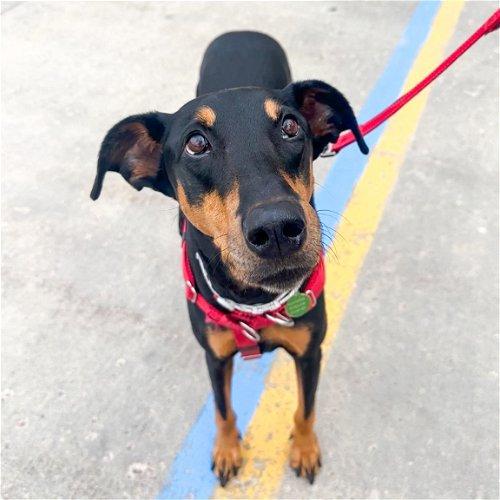 Doberman Pinscher Black Lab Mix