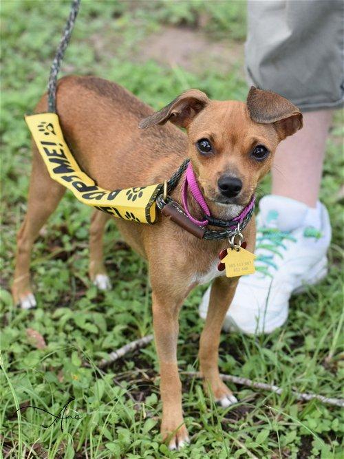 Miniature Pinscher Lab Mix