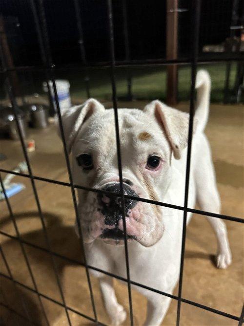 Waco Animal Shelters And Rescues
