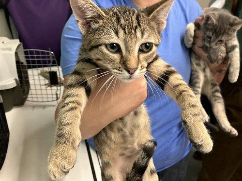 Adoptable Cats & Kittens in Waco, TX | Chewy.com