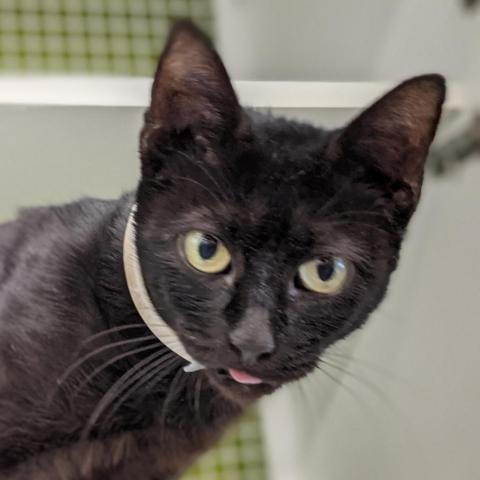 Adoptable Cats & Kittens in Birmingham, AL | Chewy.com