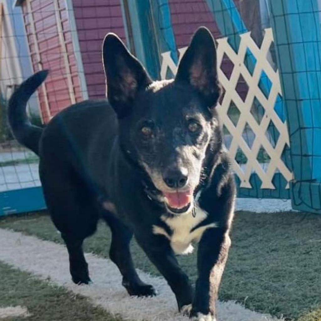 Adoptable Corgi Dogs | Chewy.com