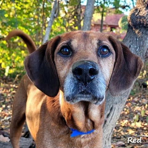 Coonhound Rottweiler Mix