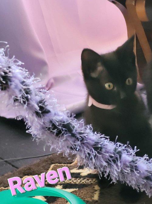 Adoptable Cats & Kittens in West Des Moines, IA | Chewy.com