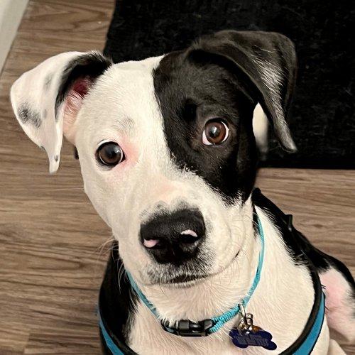Adoptable Dogs & Puppies in Decatur, IL | Chewy.com