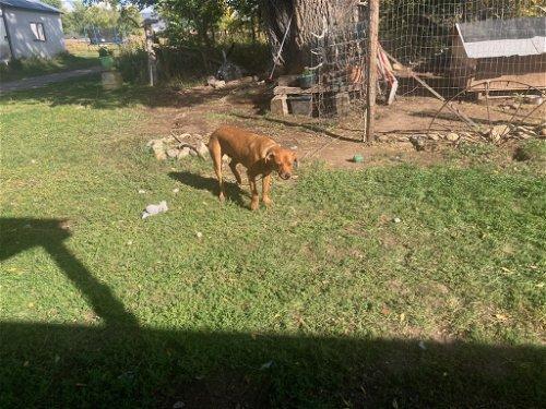 Adoptable Dogs & Puppies in Durango, CO | Chewy.com