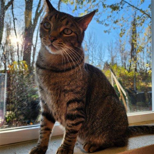 Adoptable Cats & Kittens in Grand Rapids, MI | Chewy.com