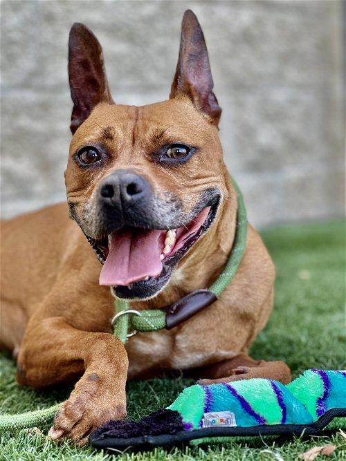 Rockwall Adoption Center | Rockwall, TX | Chewy