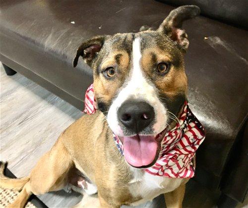 Adoptable Dogs & Puppies in Boise, ID | Chewy.com