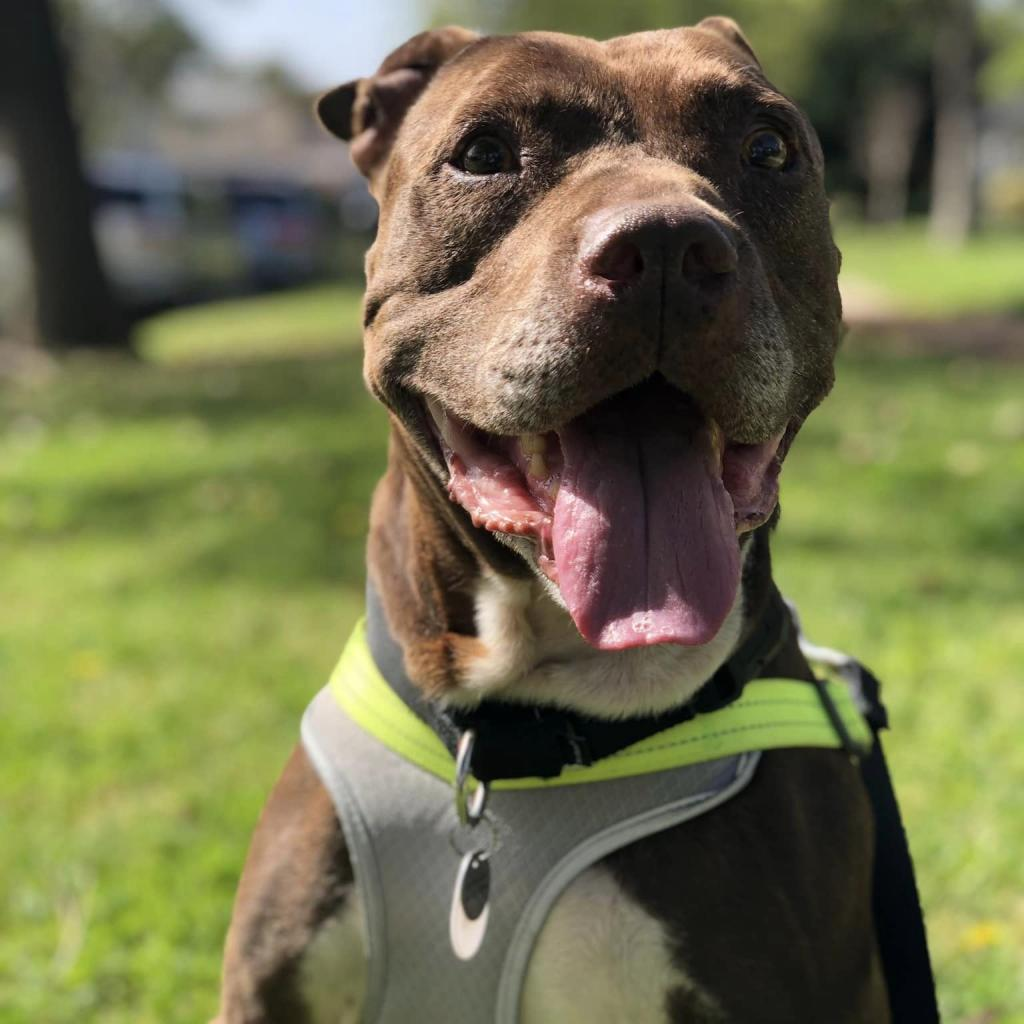 Adoptable Dogs & Puppies in San Diego, CA | Chewy.com