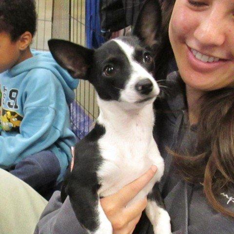 Adoptable Dogs & Puppies in Modesto, CA | Chewy.com