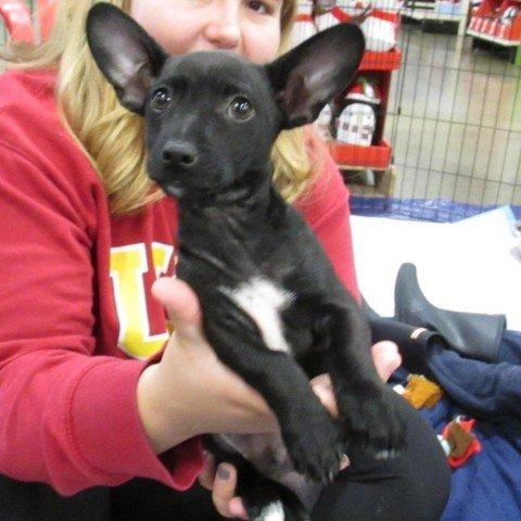 Adoptable Dogs & Puppies in Modesto, CA | Chewy.com