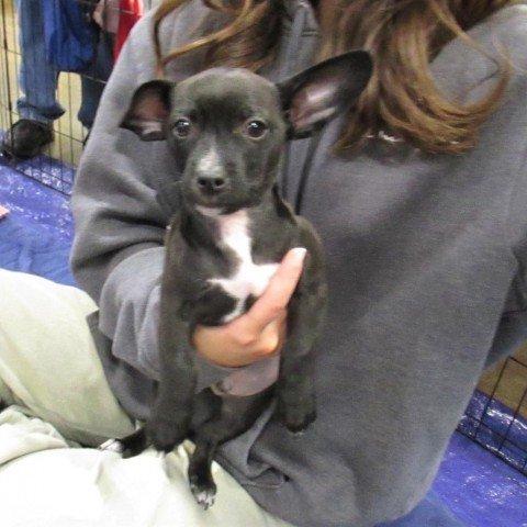 Adoptable Dogs & Puppies in Modesto, CA | Chewy.com