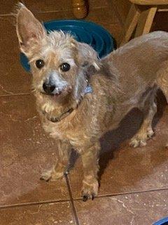 Adoptable Dogs & Puppies in Spokane, WA | Chewy.com